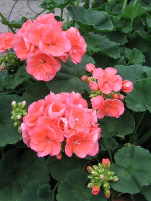 Geranium 'Salmon' Salmon Geranium from Fowler's Nursery