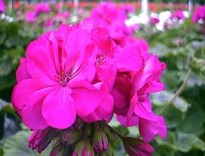 Geranium 'Violet' Violet Geranium from Fowler's Nursery