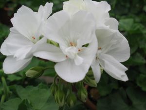 Geranium 'White' White Geranium from Fowler's Nursery