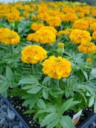 Marigold 'Inca Orange' Inca Orange Marigold from Fowler's Nursery