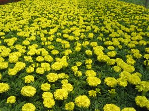 Marigold 'Inca Yellow' Inca Yellow Marigold from Fowler's Nursery