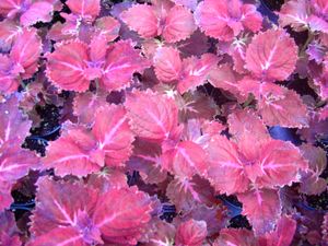 Coleus Sunlover 'Red Ruffle' Red Ruffle Sunlover Coleus from Fowler's ...