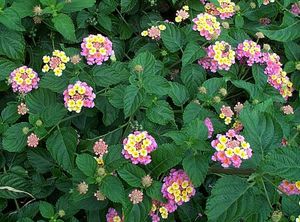 Lantana 'Pink Caprice' Pink Caprice Lantana from Fowler's Nursery