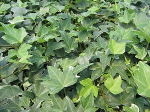 Hedera helix 'Needlepoint' Needlepoint Ivy from Fowler's Nursery