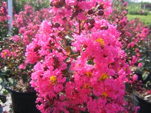 Lagerstroemia indica 'Pink Velour' Pink Velour Crepe Myrtle from Fowler ...