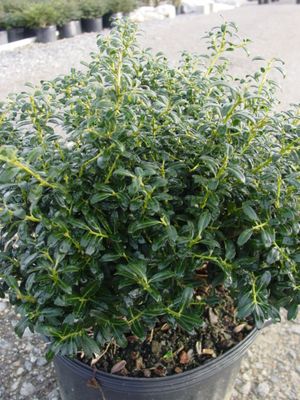 Ilex crenata 'Soft Touch' Soft Touch Holly from Fowler's Nursery