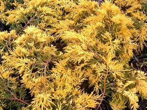 Juniperus chinensis 'Saybrook Gold' Saybrook Gold Juniper from Fowler's ...