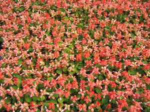 Salvia 'Scarlet Bicolor Salvia' Scarlet Bicolor from Fowler's Nursery