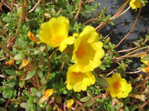 Purslane (Portulaca) 'Yellow' Yellow from Fowler's Nursery
